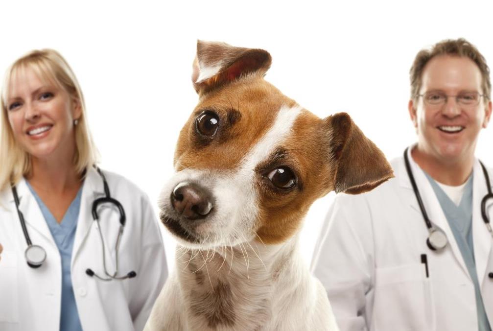Vetcare Seminare - VetCoaching München